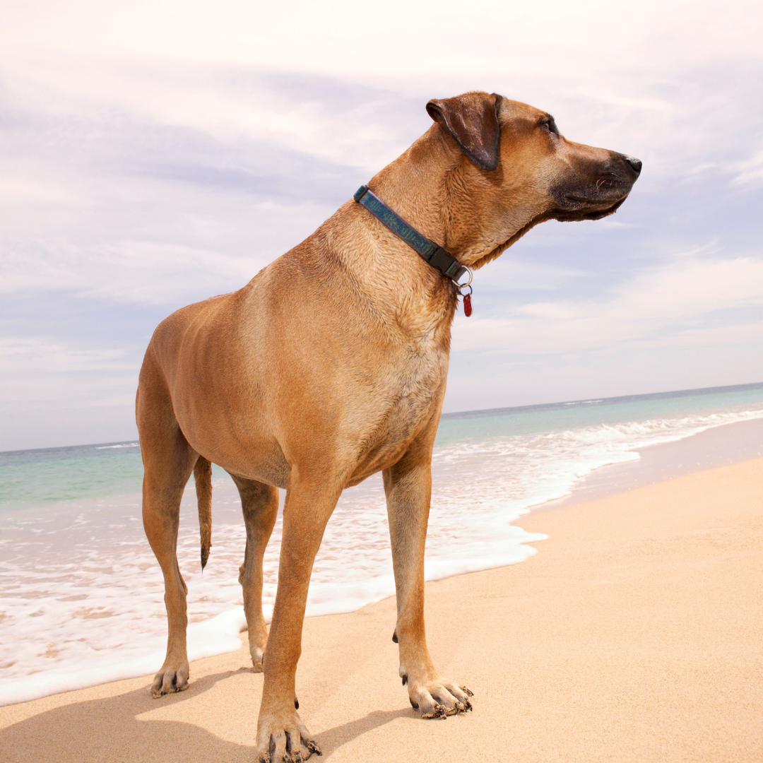 Turks and Caicos Potcake – Konkz Apparel Turks & Caicos Islands